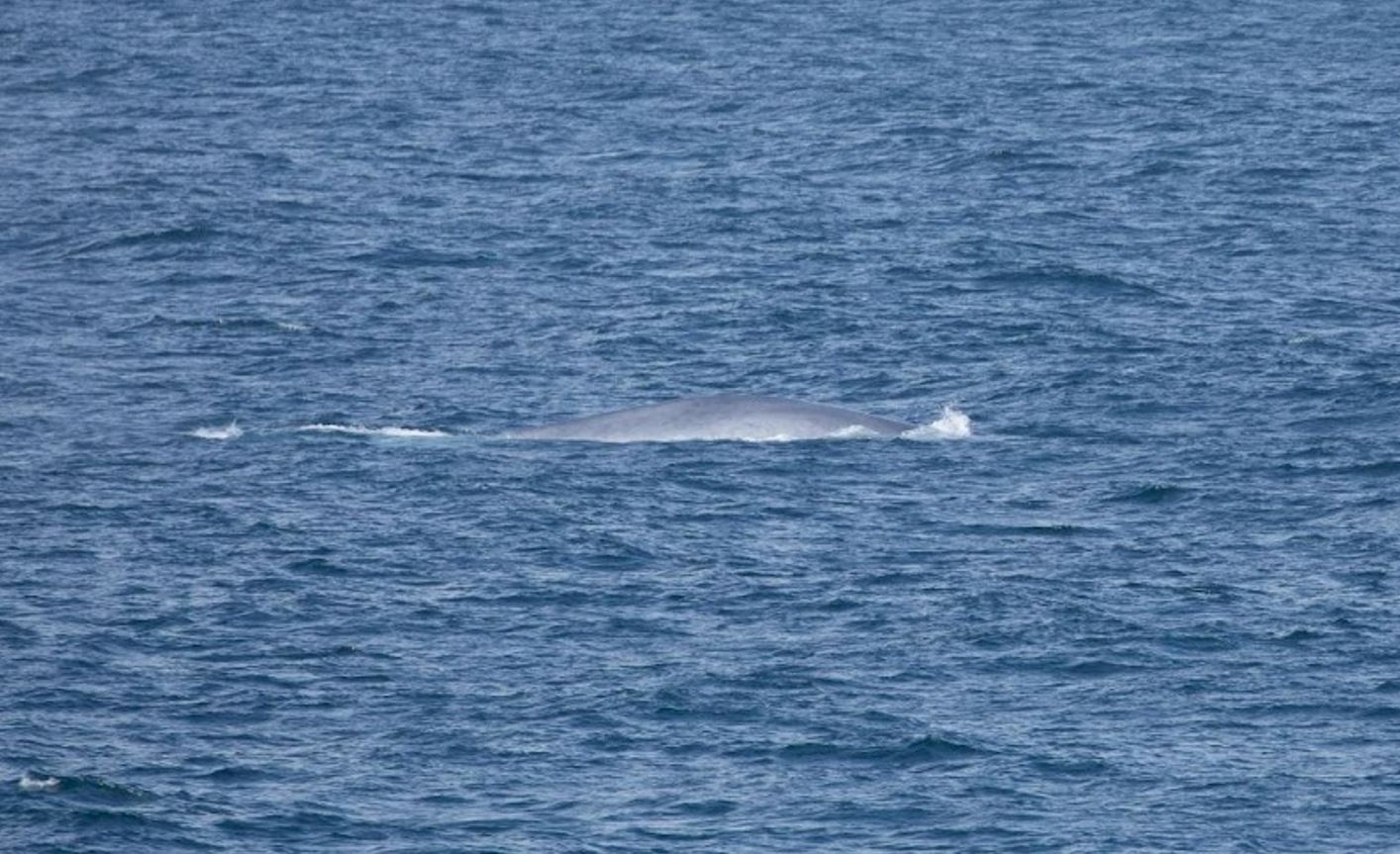 Sound Bytes: Why We Look at Sound, and How You Can Help! | NOAA Fisheries Sound Bytes: Why We Look at Sound, and How You Can Help! | NOAA Fisheries
